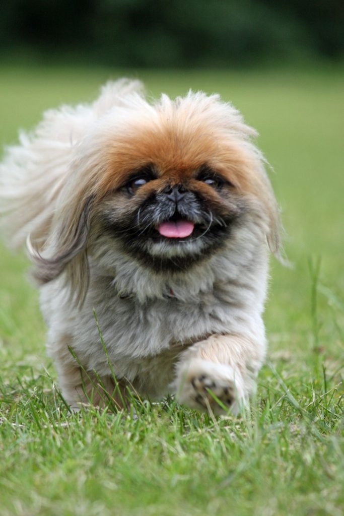How to Teach a Dog to Sit: Step-by-Step BeChewy - SJYD Tech